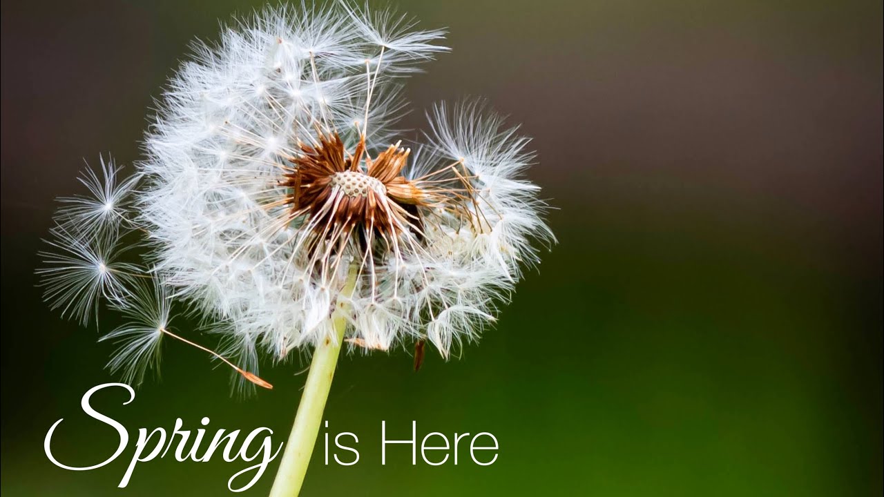 Spring is here🌼 Short Film | #shortfilm | #shotoncanon @CanonUSA ...