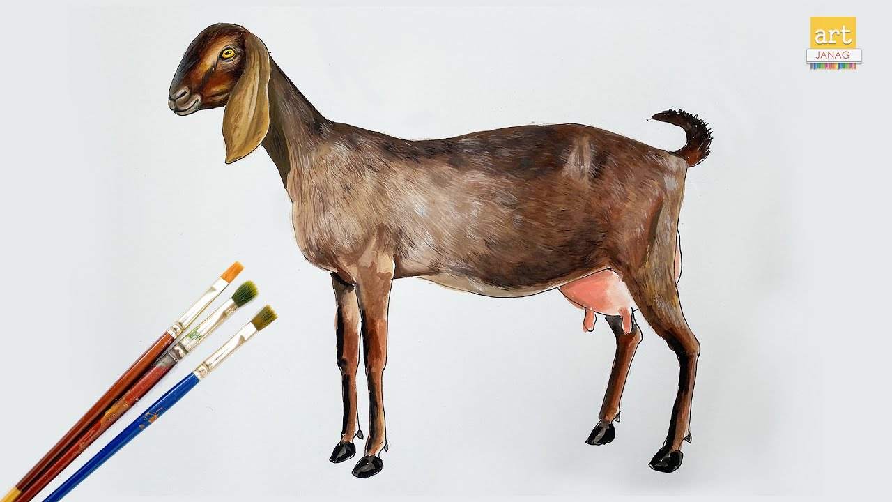 How Draw A Goat II Goat Drawing II #artjanag - YouTube