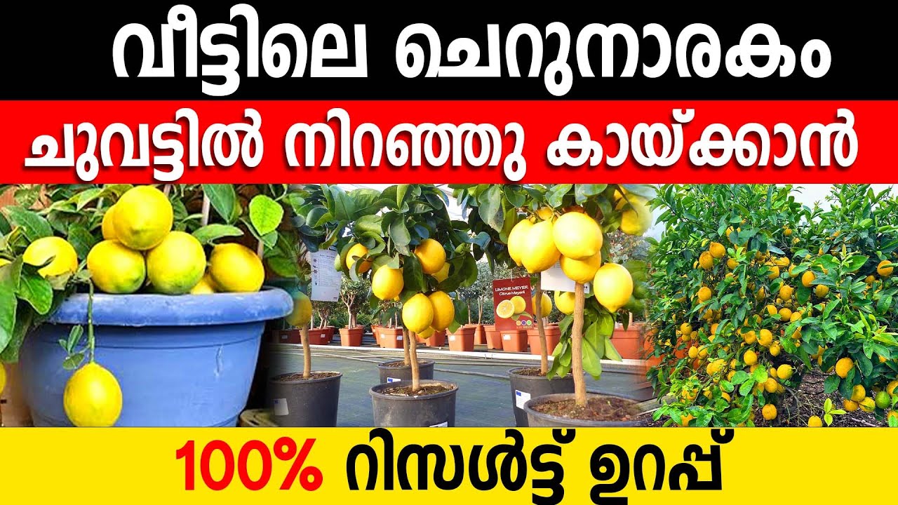 നാരങ്ങ പറിച്ചു മടുക്കും ഇങ്ങനെ ചെയ്താൽ |lemon plant malayalam|cheru ...
