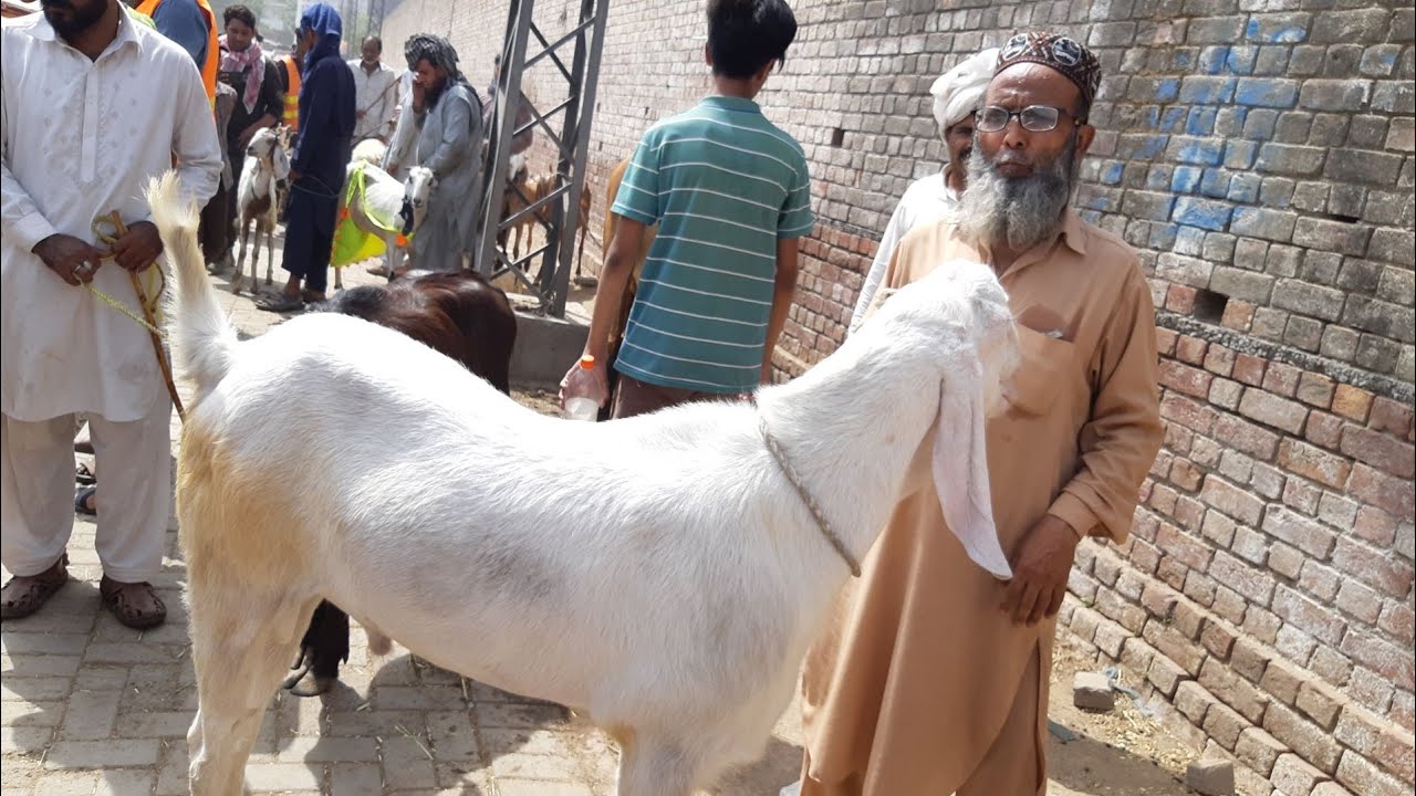 WEDNESDAY MANDI UPDATE BAKRO K RATES - BAKRA MANDI PAKISTAN 2022 - YouTube