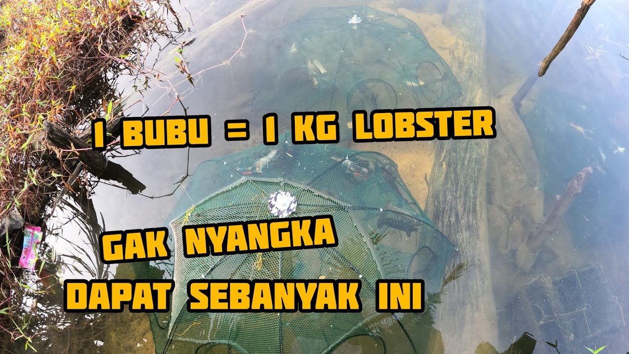 Dapat 1kg Lobster tiap 1 Bubu, Emang pas Bubu Payung untuk menangkap ...