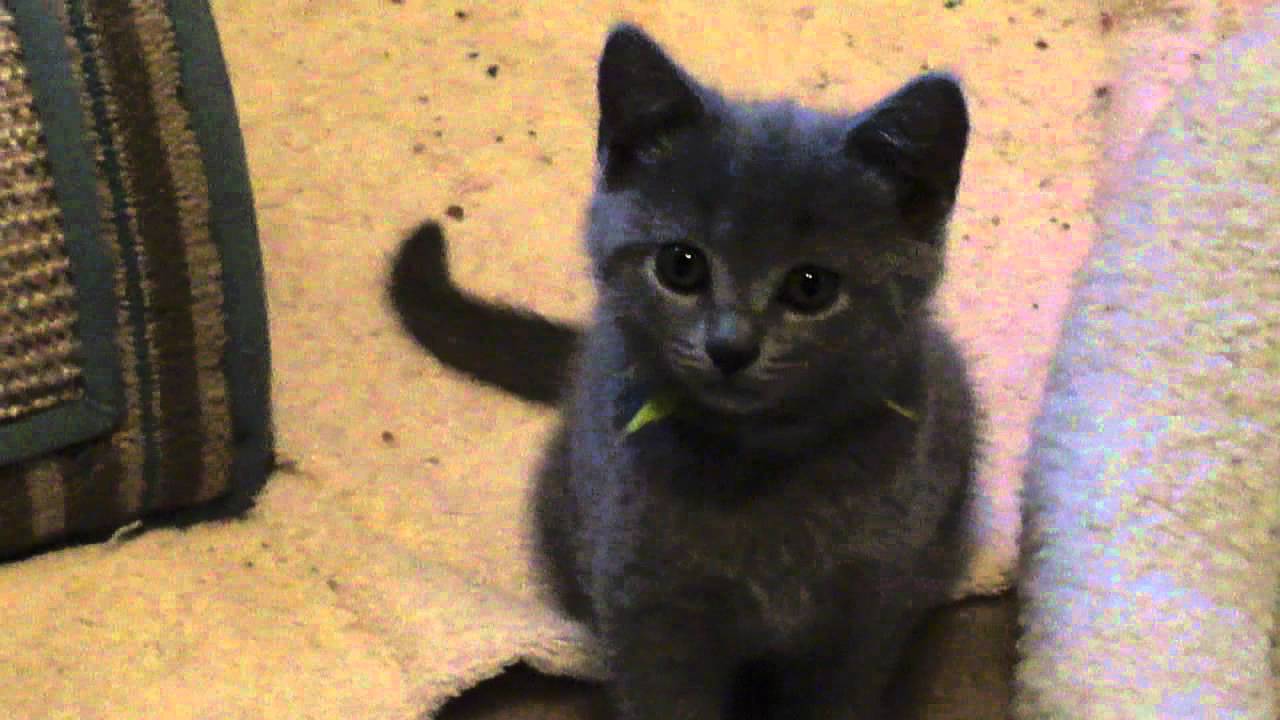 Footsie's Chartreux kittens - YouTube