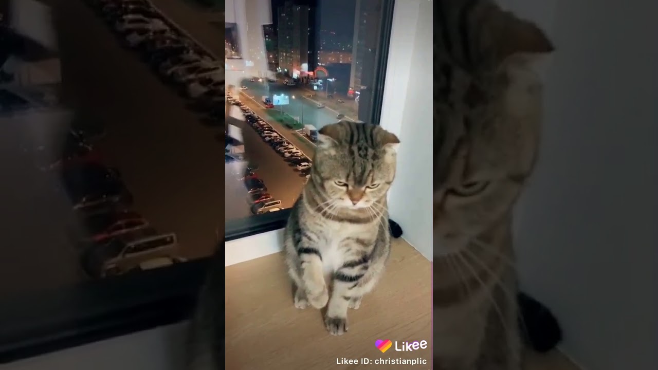 If you're happy and you know it clap your hands slap your cat - YouTube