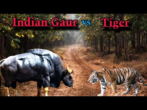 Tiger vs Indian Gaur ! Who is the Beast ! Wildlife Documentary - YouTube