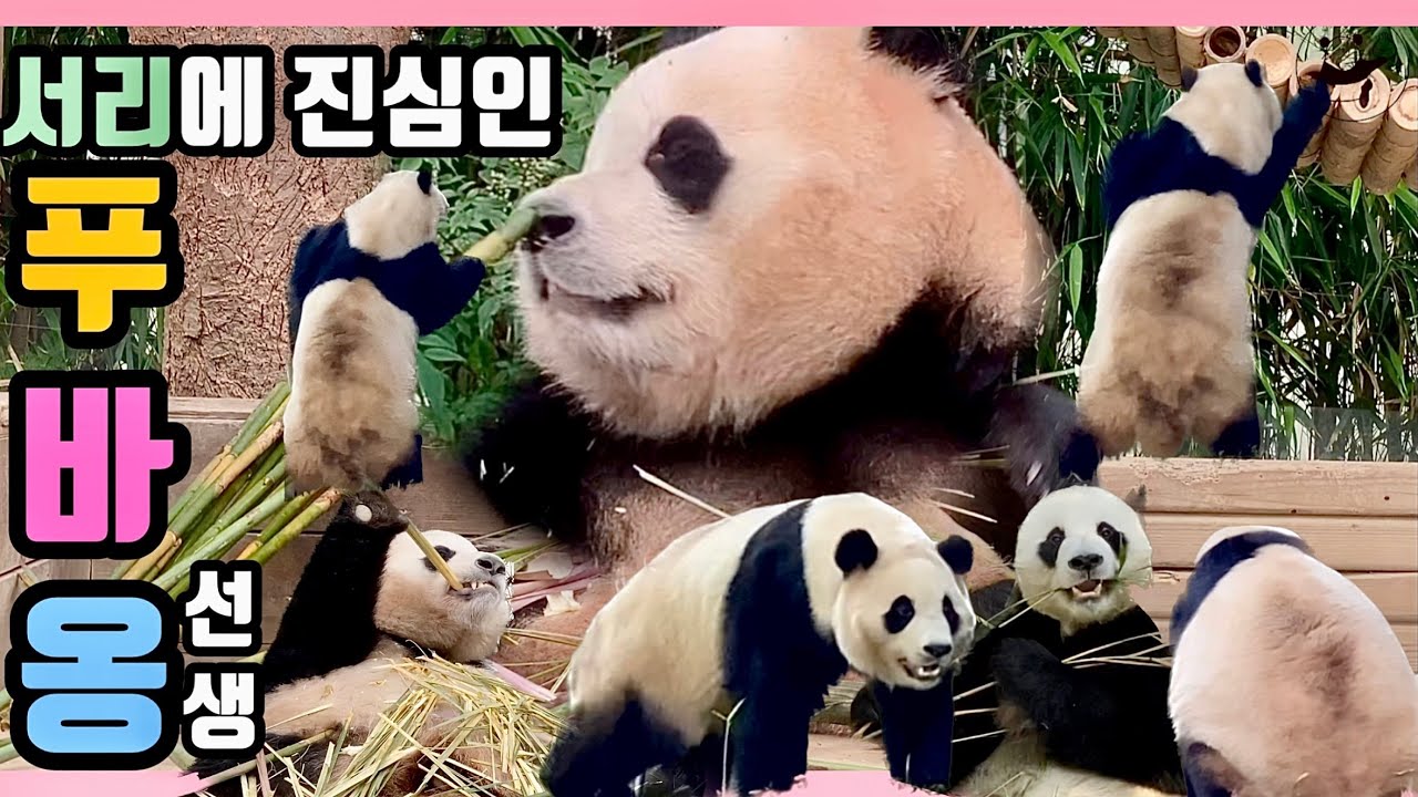 바오패밀리vlog 서리에진심인푸바오선생 오늘은어떻게사냥을해볼까 이건할부지말을듣는건데듣지않아요🤭 바쁘다바빠판다사회 Youtube