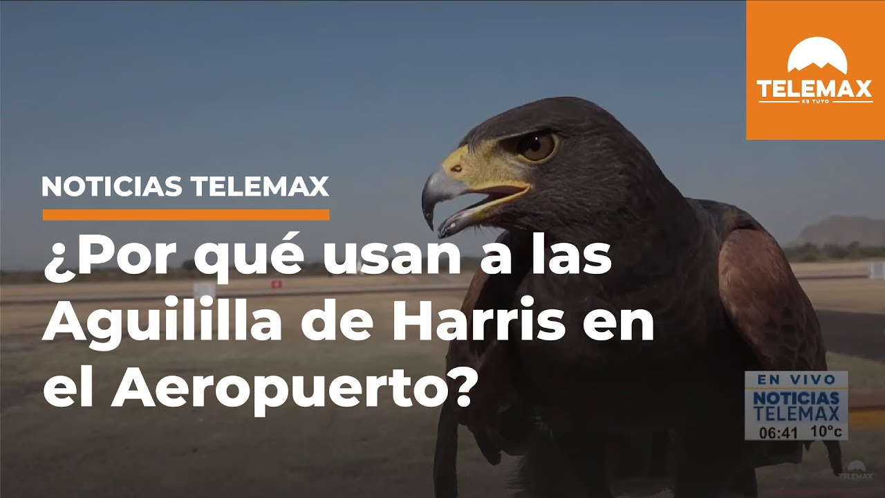 ¿Por qué usan a las Aguililla de Harris en el aeropuerto? - YouTube