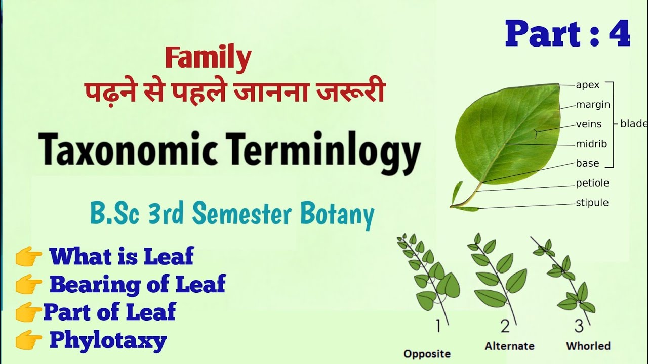 Taxonomic Terminology part 4 Leaf part & Phylotaxy B.Sc 3rd Semester ...