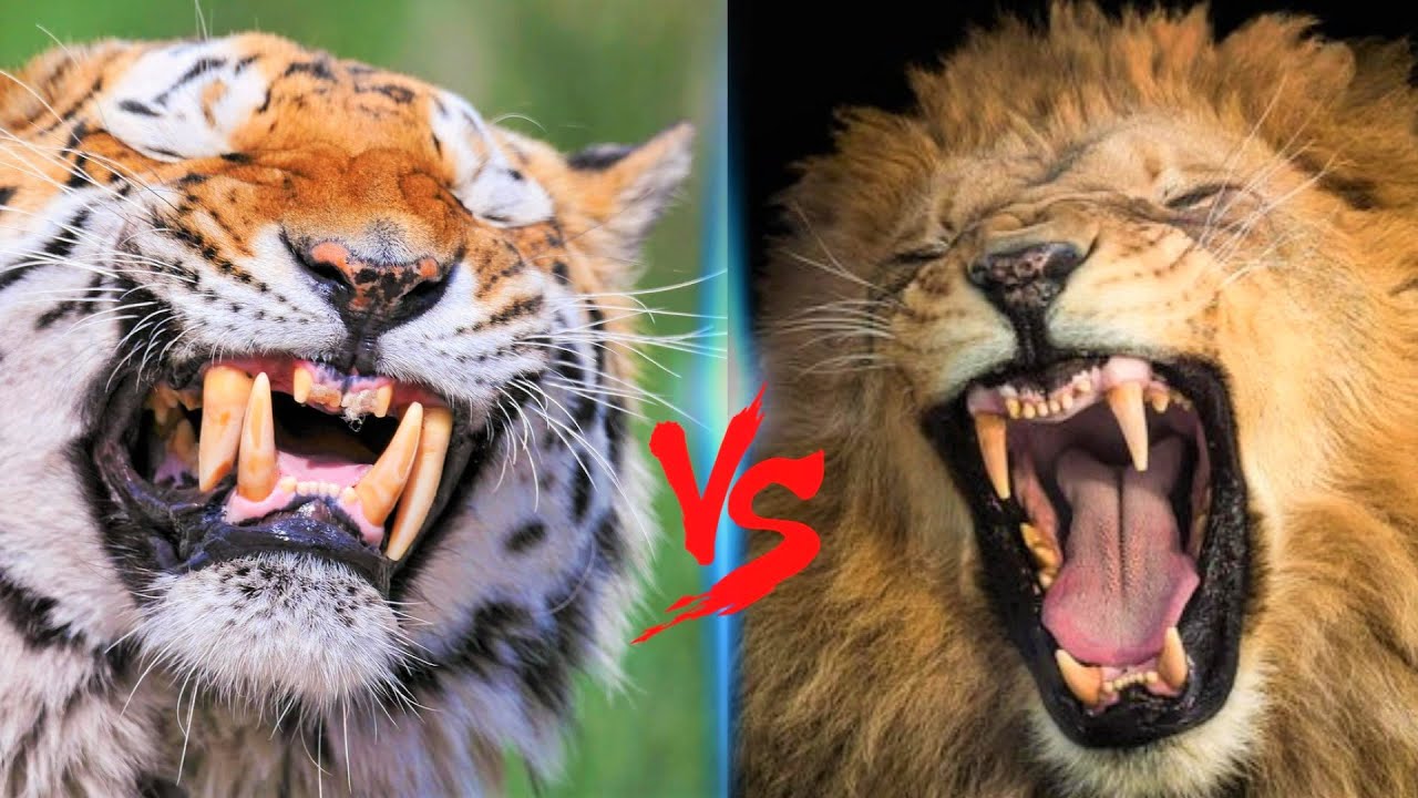 American Lion Vs Siberian Tiger Siberian Tiger Takes Final Rest At