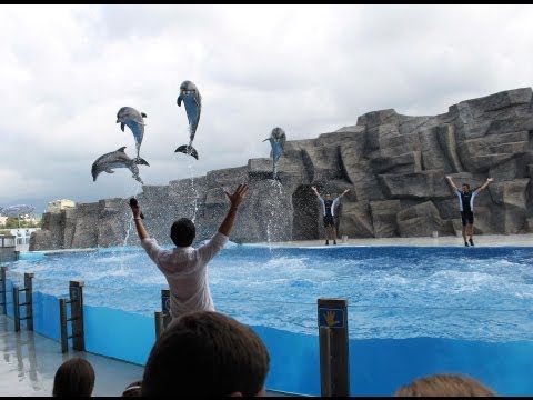 ბათუმის დელფინარიუმი (Batumi Dolphinarium) - GEORGIA - YouTube