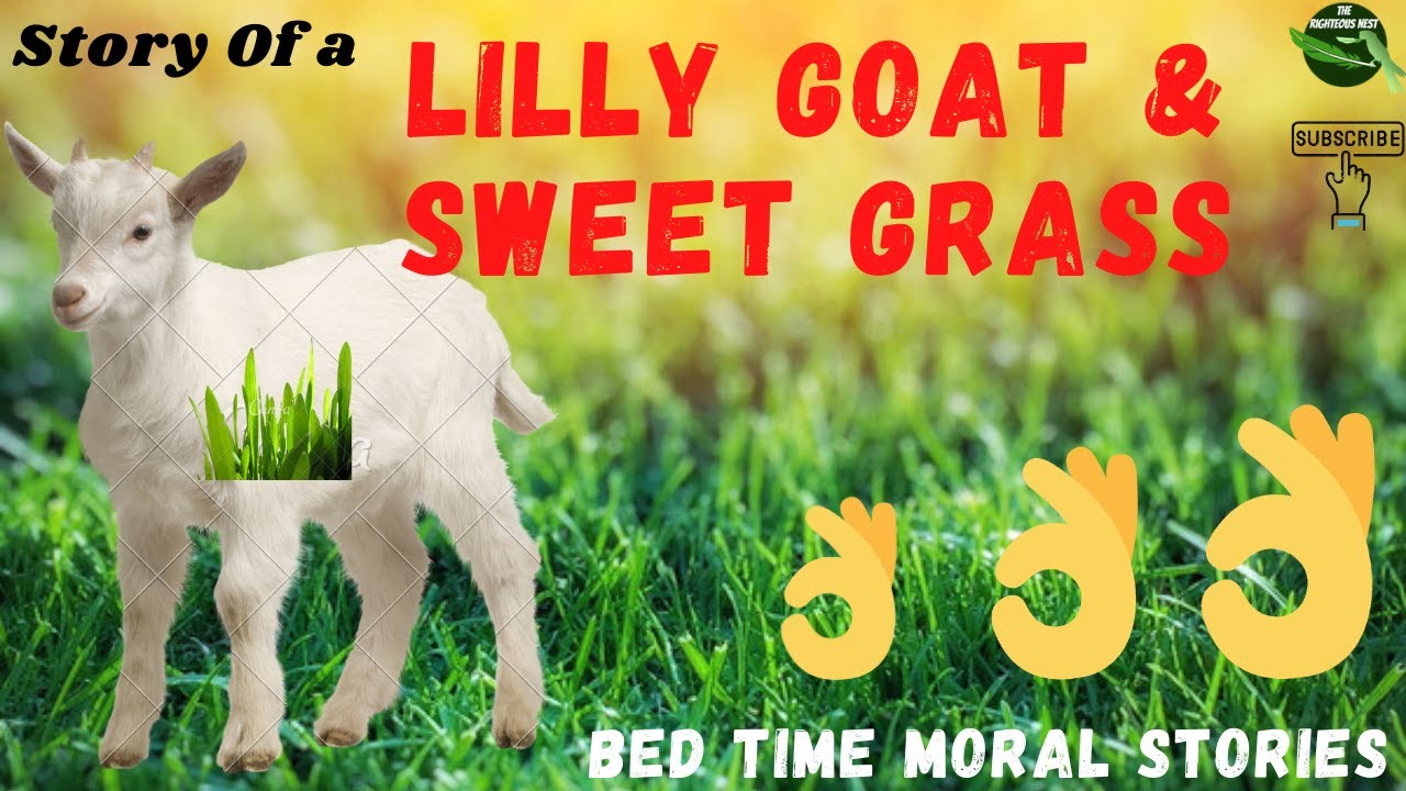 Little Lilly Goat & Sweet Grass || Bedtime Moral Stories || Goat ...