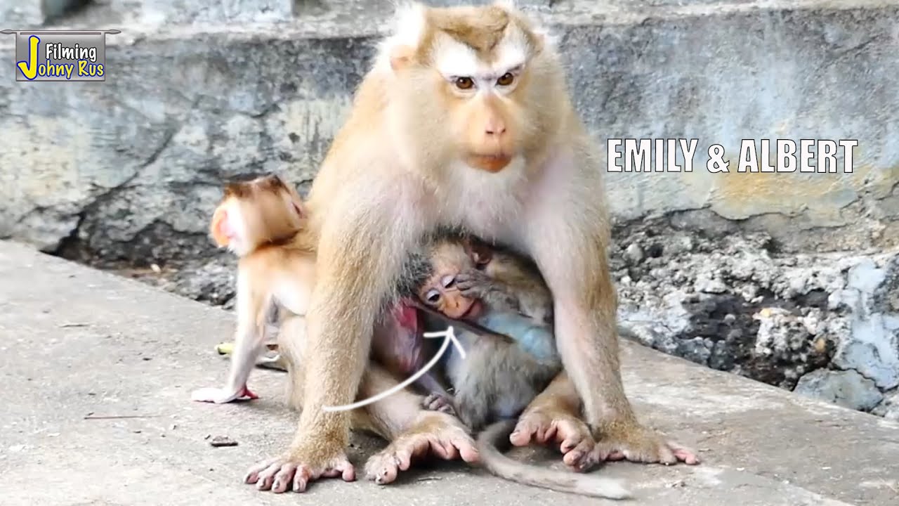 Sweetie baby monkey smartly EMILY feels j-e-alously to baby ALBERT move to hug Mommy ALLY ...