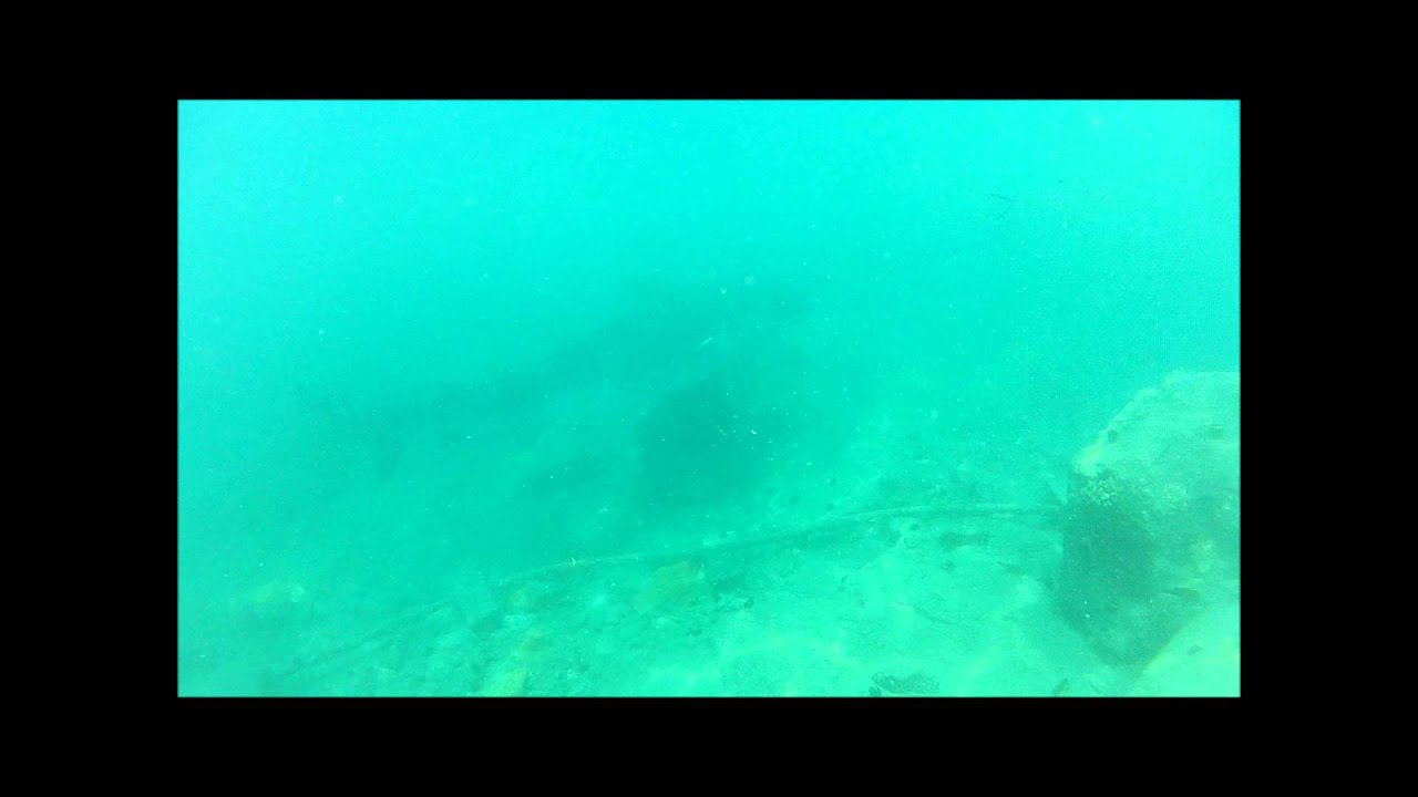 GOPRO TIGER SHARK CLOSE ENCOUNTER - YouTube