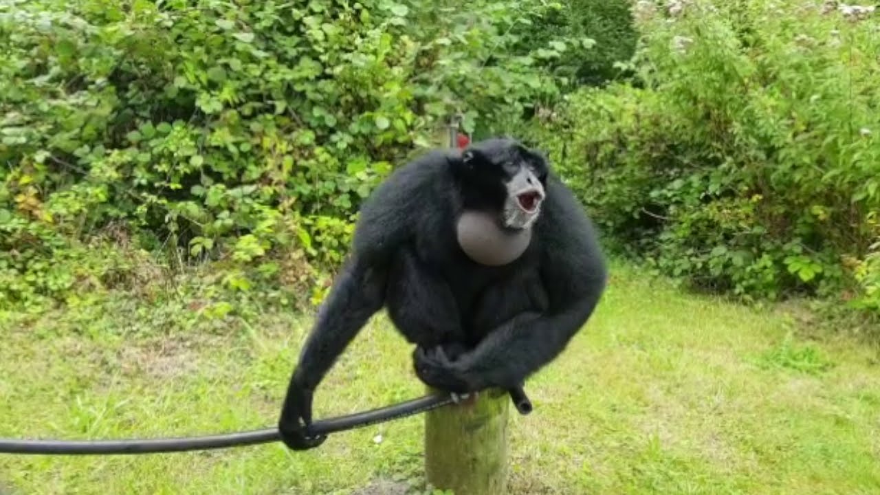 Rhapsody for Gibbons - for Clarinet Duet and Gibbon Song - Pernille ...