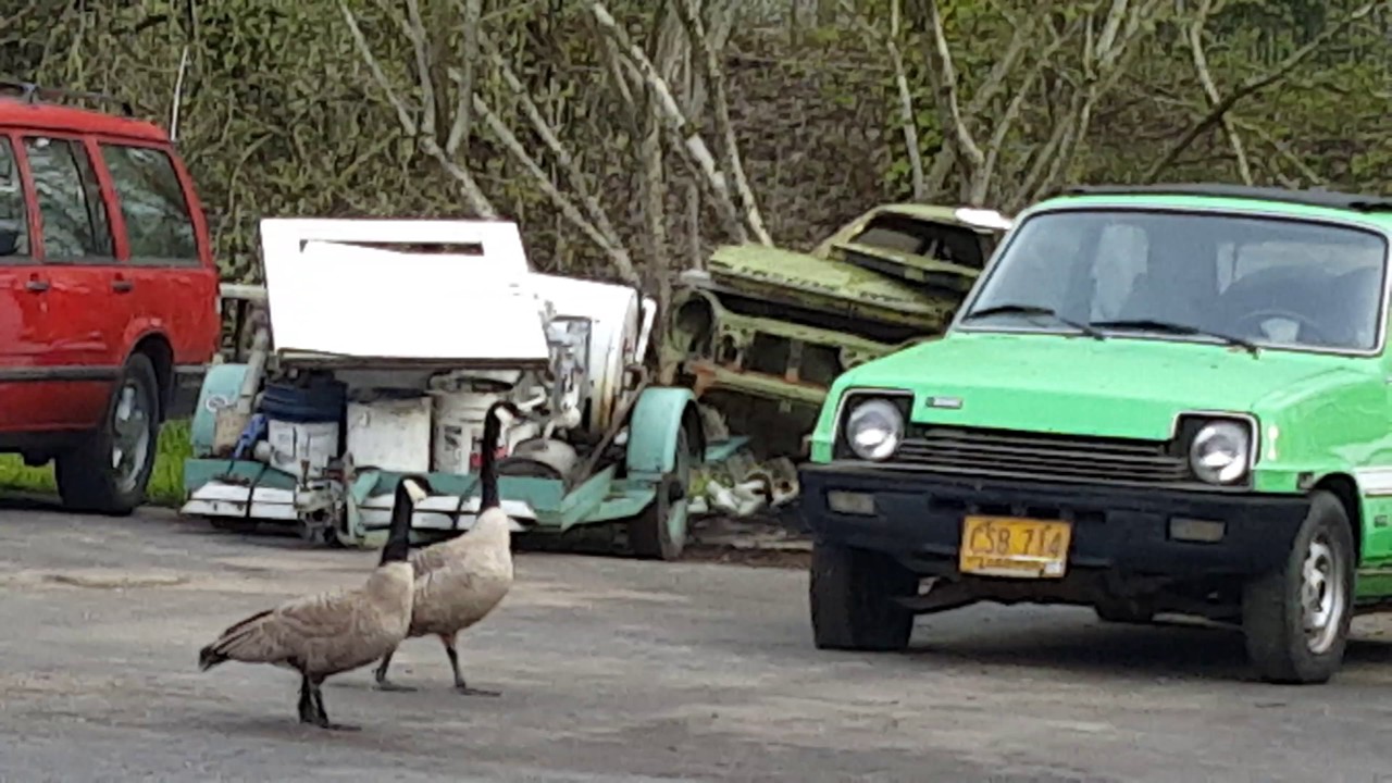 Our Daily Goose Chase - YouTube