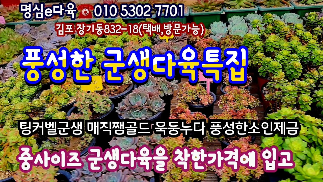 김포명심e다육 풍성한군생다육특집🍁신상다육군생 팅커벨 누다금 매직쨈골드 소인제금최저가격🍁일부 군생다육가격인하succulents
