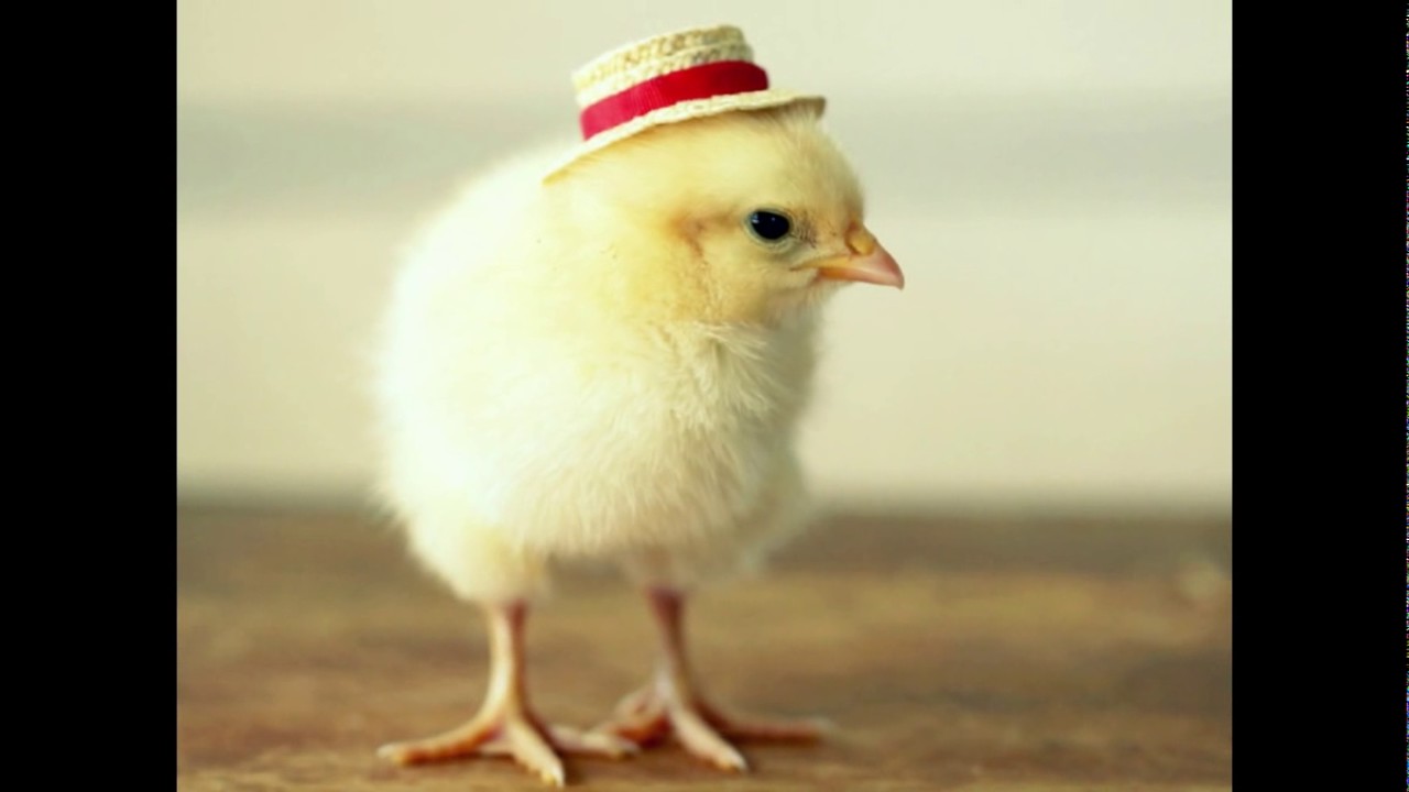 pollitos adorables de colores y gatitos kawaiis - YouTube