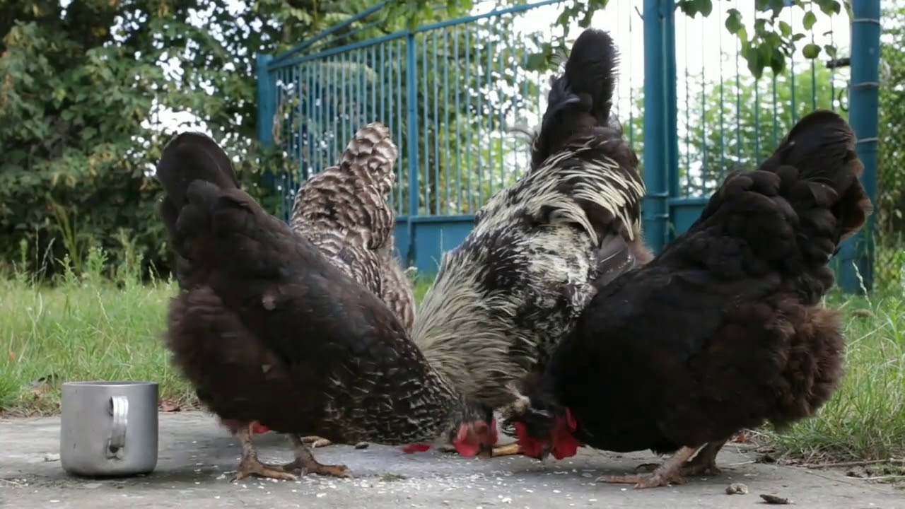Hen Video Chicken Hen Plural Hens Feamale Hen YouTube hen-video-chicken-hen-plural-hens-feamale-hen-youtube