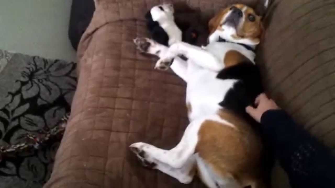 Weirdy scratching beagle - YouTube