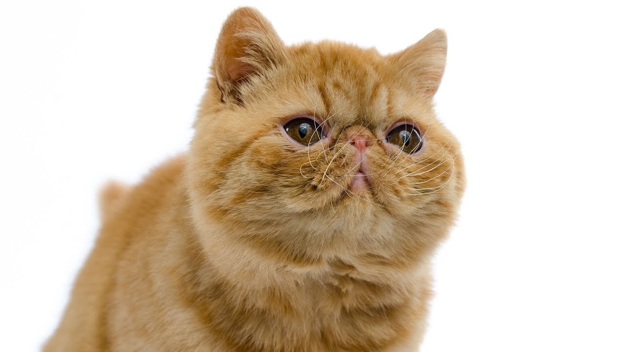 Kot egzotyczny – czy to krótkowłosy pers? Sprawdź, co wyróżnia koty ...