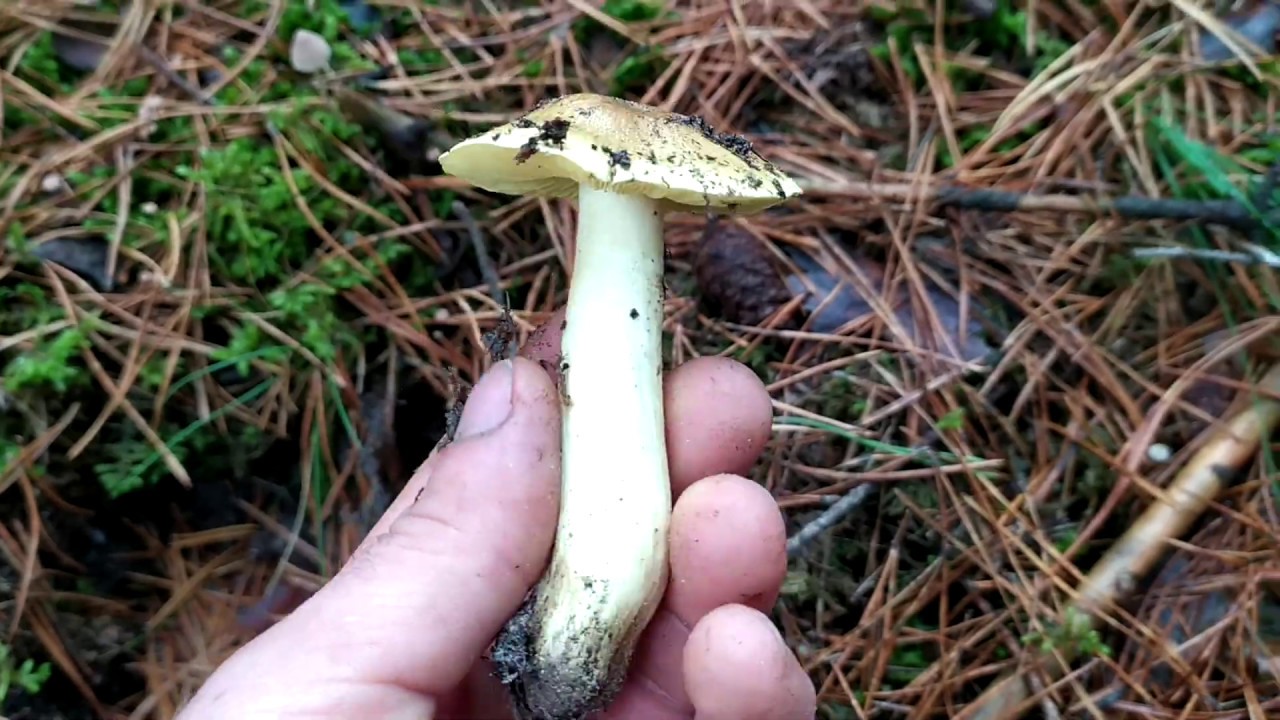 Grzyby jadalne zielonki i podzielonki - YouTube