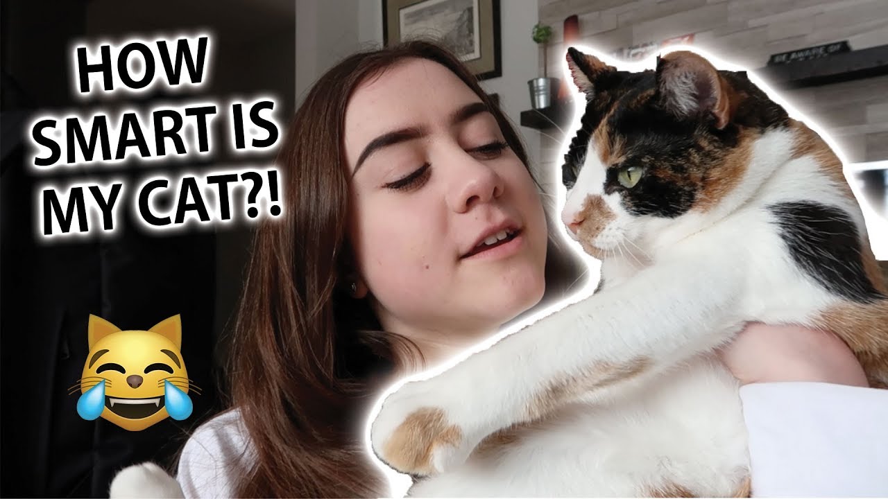 is-my-cat-dumb-testing-its-intelligence-youtube