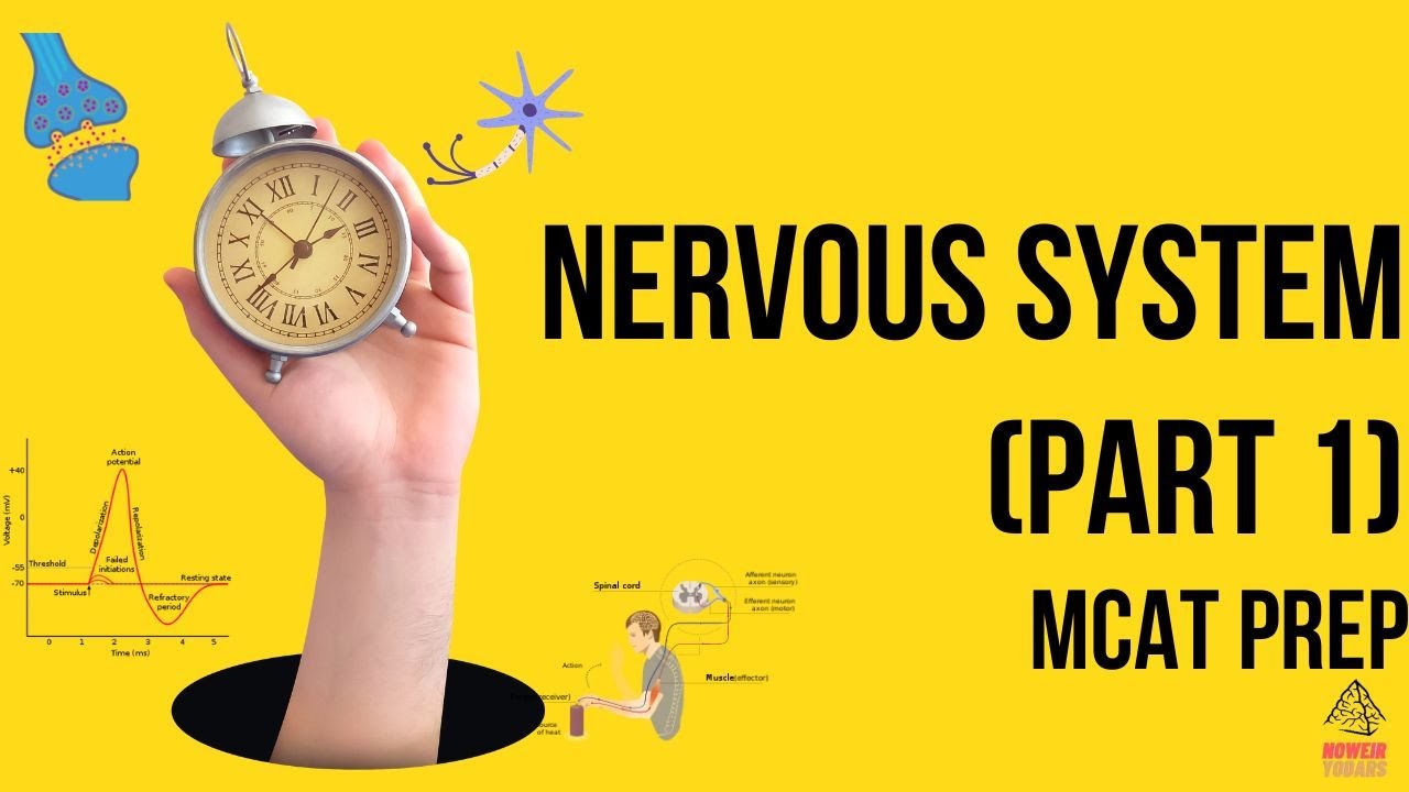 Biology: Nervous system part 1 MCAT prep - YouTube