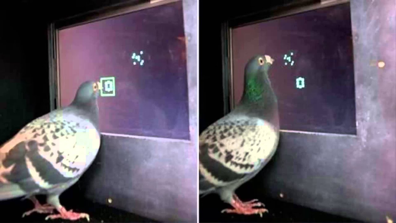 LAS AVES MAS INTELIGENTES DEL MUNDO - YouTube