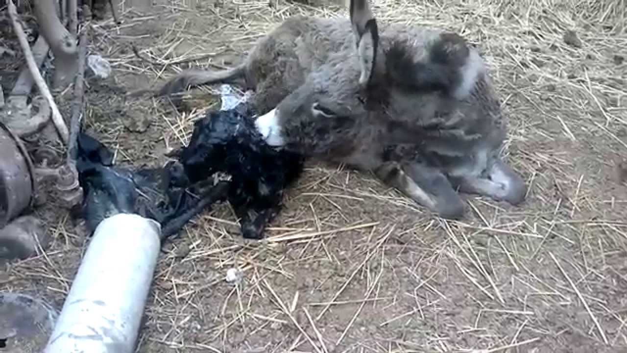 Donkey giving birth. - YouTube