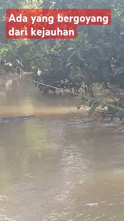 mancing hampala pakai umpan ikan seluang! - YouTube