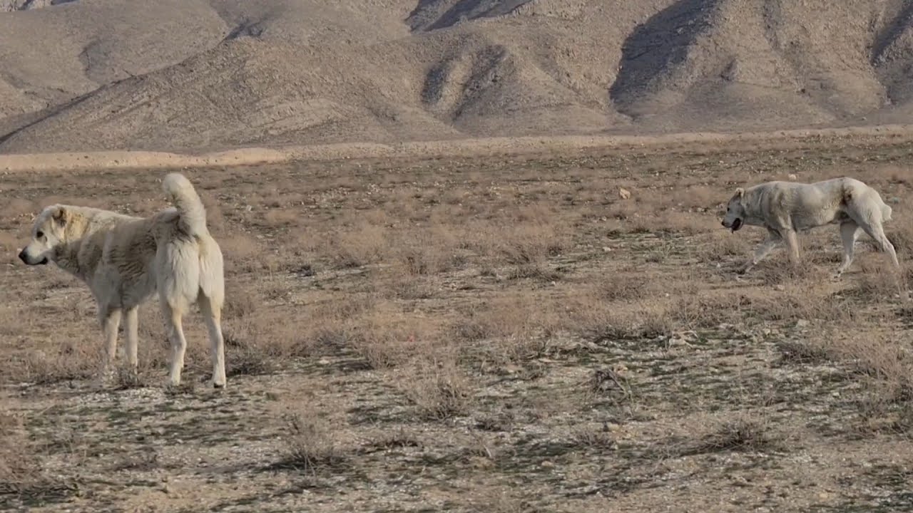 приотарные собаки Туркмения! Туркменский Волкодав - Aboriginal Dog ...