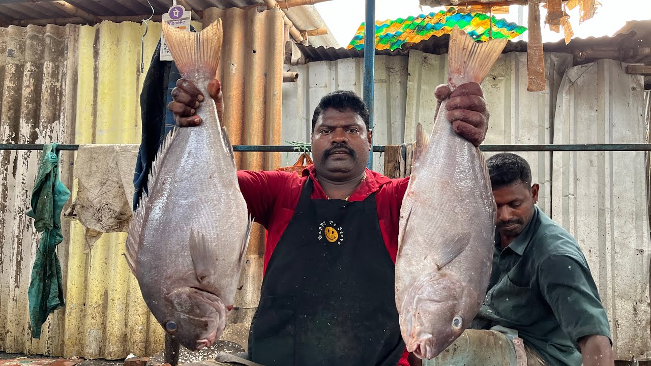 ODHADI FISH CUTTING BY KASIMEDU SPEED SELVAM 💪⚡ - YouTube