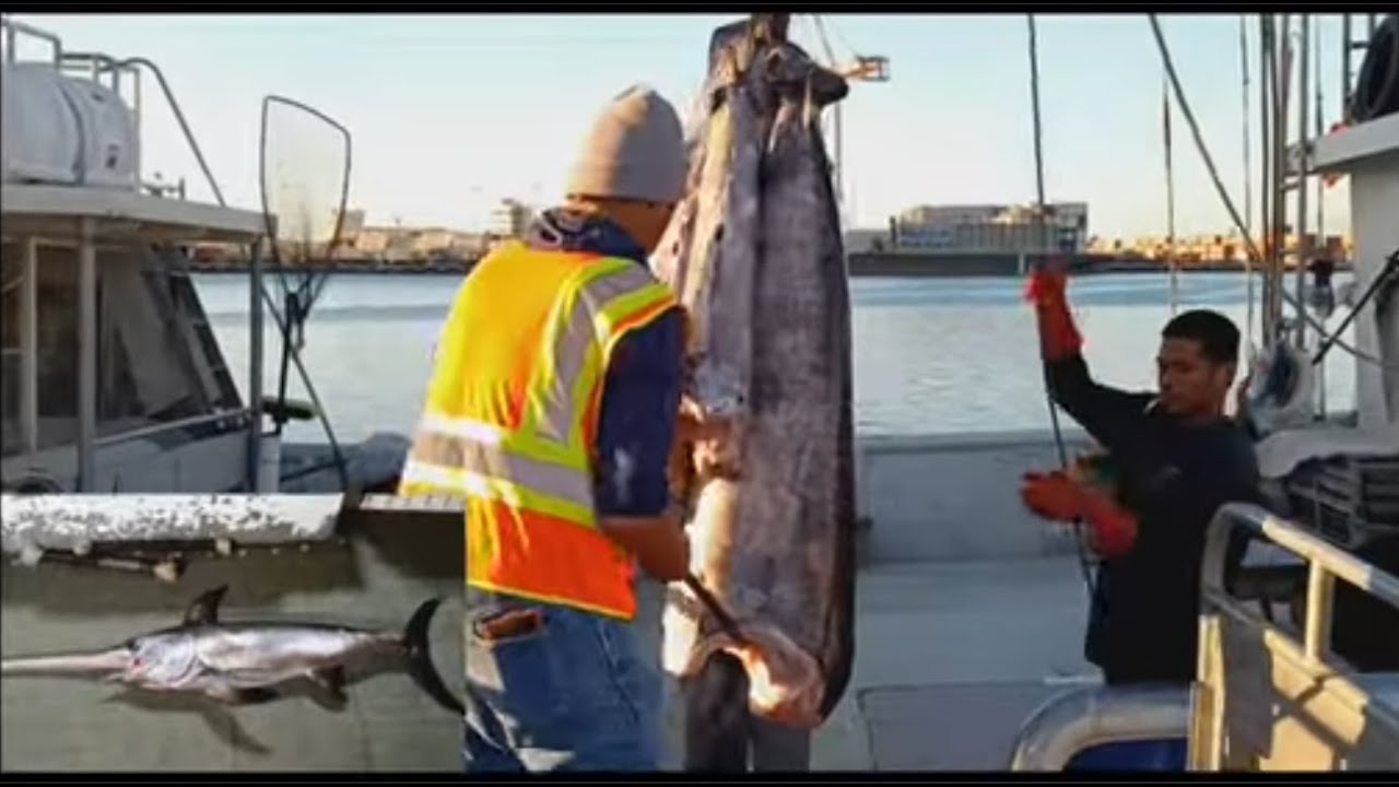 swordfish & tuna 12,750pound Good price - YouTube