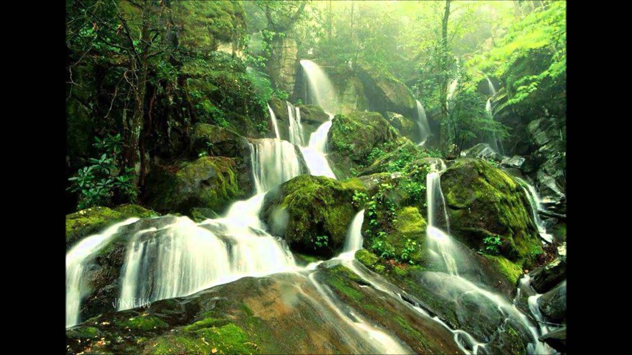 ~ Peaceful Sounds of the Forest ~ - YouTube