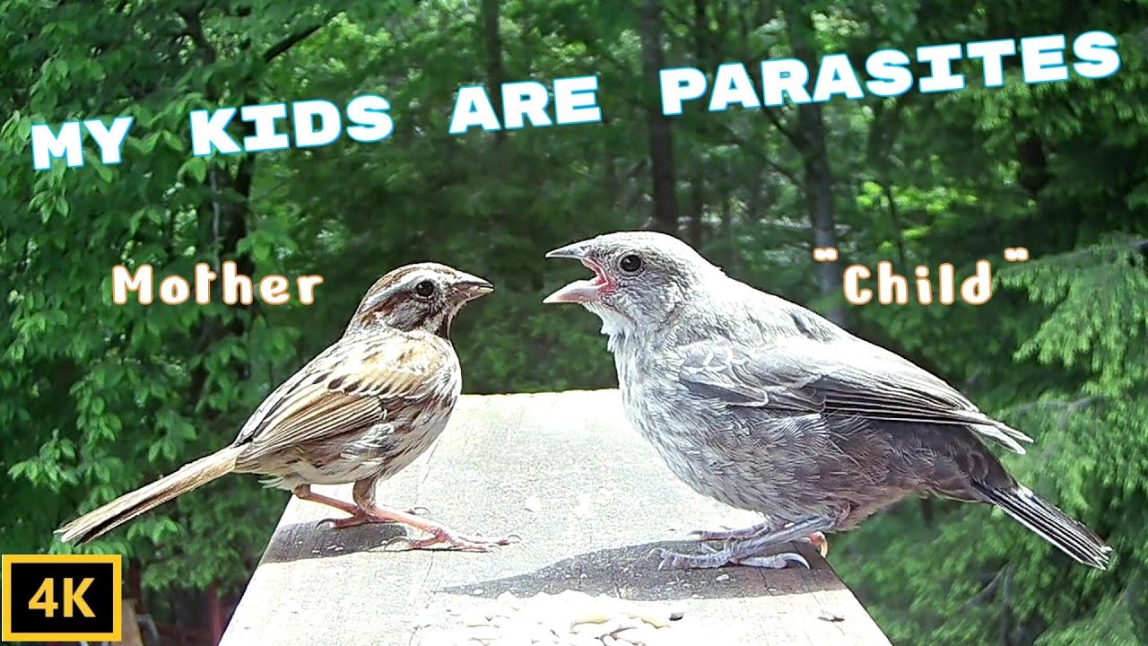 Brown Headed Cowbird Parasites Raised by Song Sparrows - YouTube