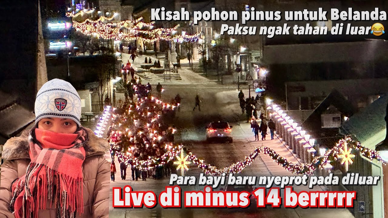 Rasanya di suhu minus 14 || Nebang pohon pinus buat hadiah Negara ...