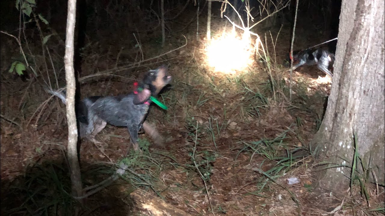 Hound talk putting our focus on the future… and of course some coon ...