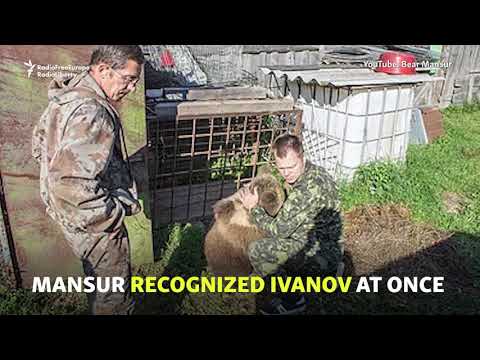 Saving Mansur The Air Bear