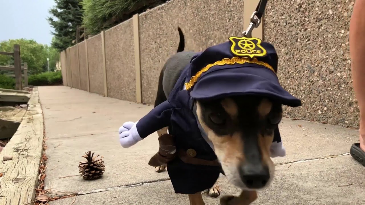 Dog Walker Watch Coming to Thornton - August 11, 2018 - YouTube