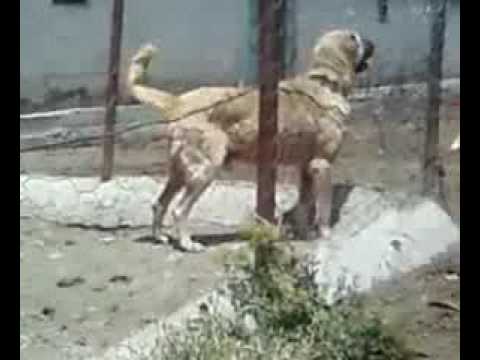 Kürt Kangal Dövüs Bogus Kurdish Kangal Dog Fight