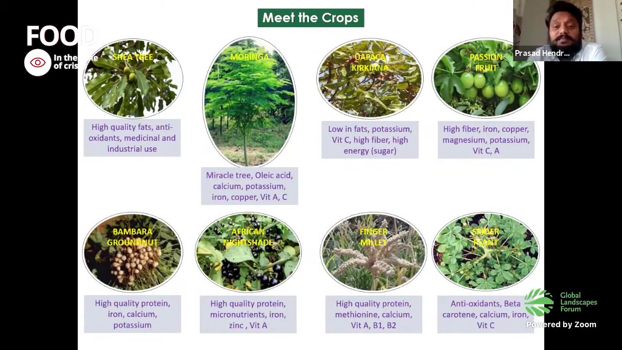 Securing food and nutrition in a time of crisis: the role of forests ...