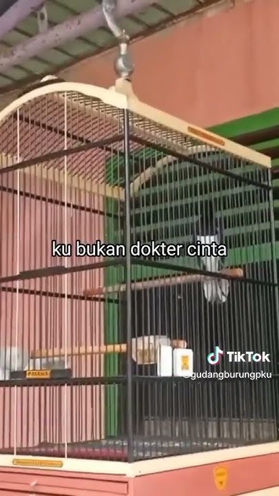 salam 1 hobby - YouTube