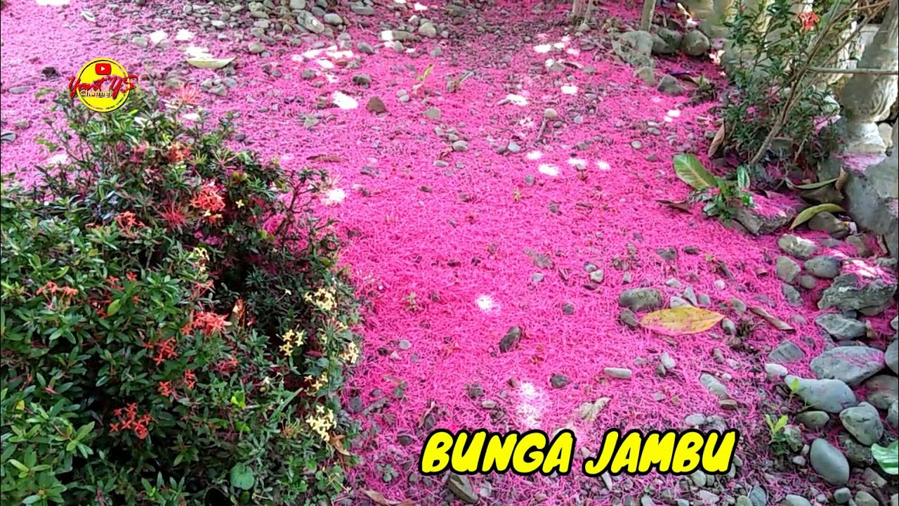 JAMBU BOL JADI BUNGA HIAS RUMAH | MEKAR BUNGA JAMBU BOL - YouTube