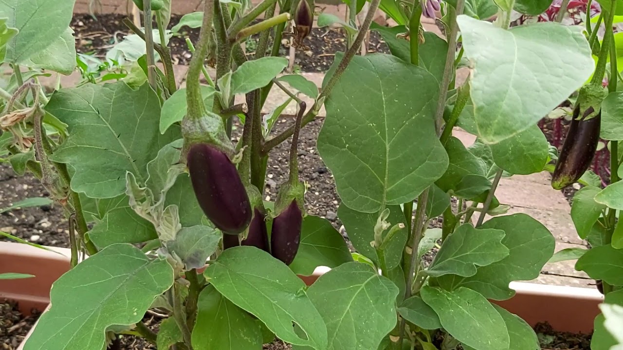 Amar Shoker bagan My Bangladeshi vegetable garden UK - How to save and ...