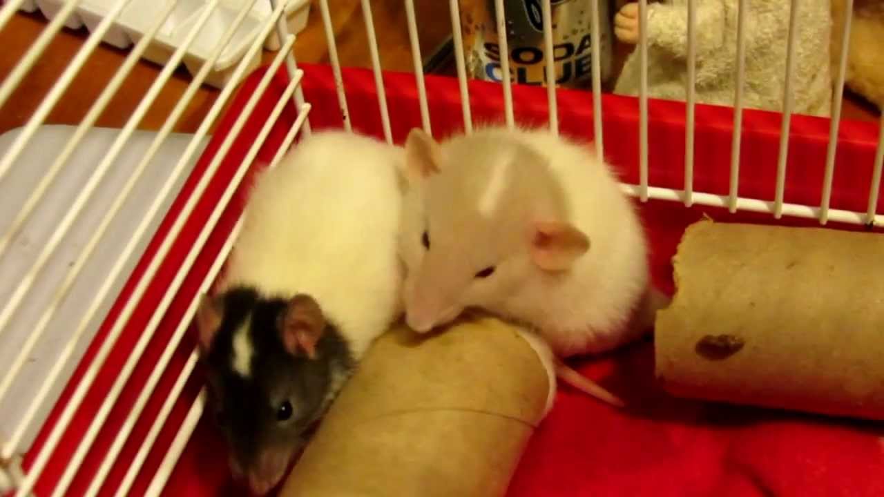 Ten (18 day old) rat pups - YouTube