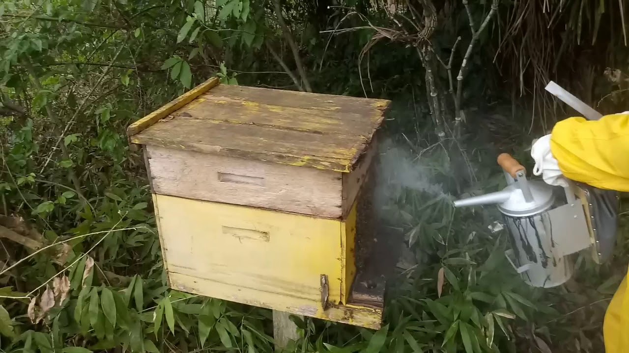 Colmeia super potente e produtiva - YouTube