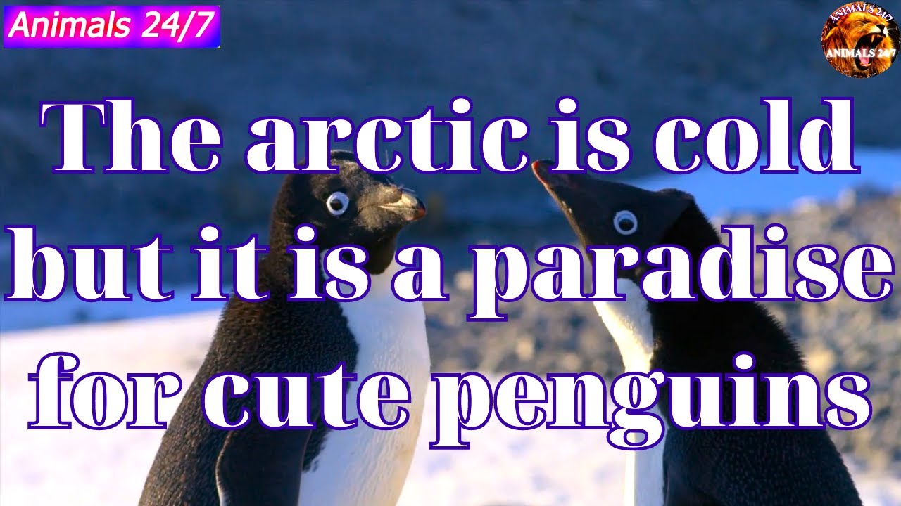 Animals 24/7: The arctic is cold but it is a paradise for cute penguins ...