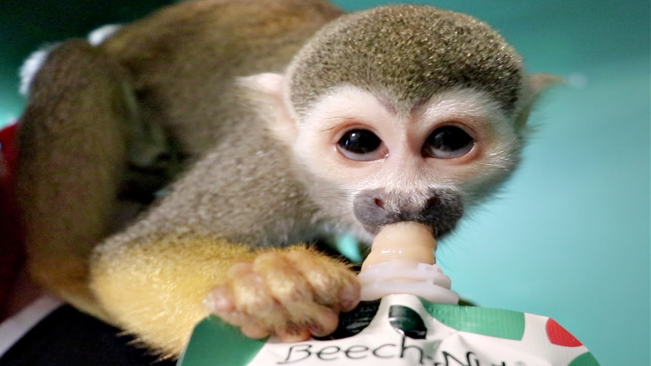 Monkey oLLie Eats Delicious Baby Squeeze Pouch - YouTube