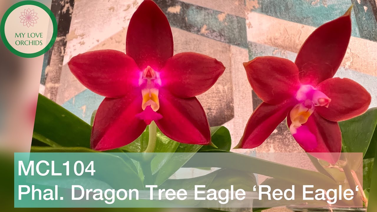 MCL104 Phal. Dragon Tree Eagle ‘Red Eagle‘ - YouTube