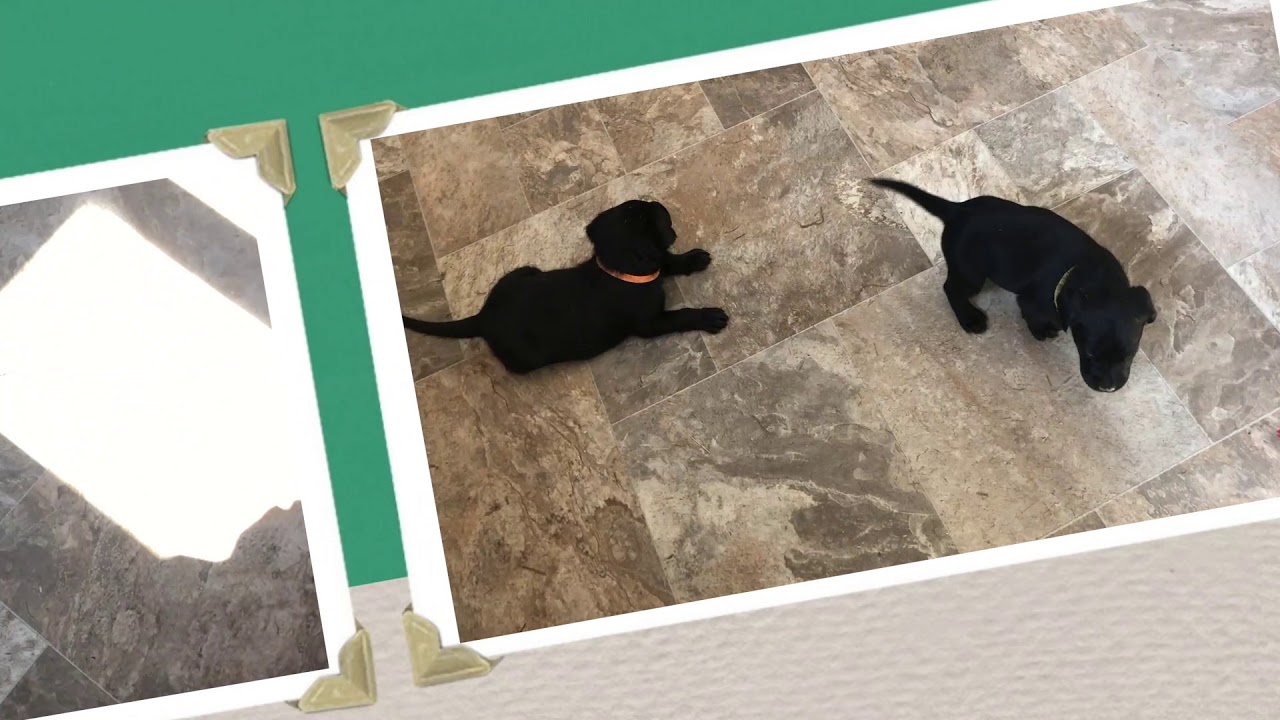 Nellie 4-week-old British Labrador Puppies - YouTube