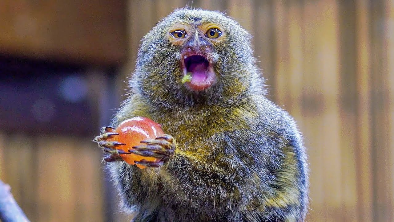 A little monkey Pigmy Marmoset is eating grapes 4K - YouTube